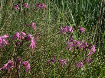 Wildflowers at Sweeney Fen | Shropshire Wildlife Trust