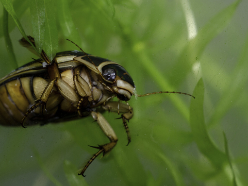 Garden ponds for insects | Shropshire Wildlife Trust