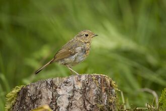 National Robin Day | Shropshire Wildlife Trust