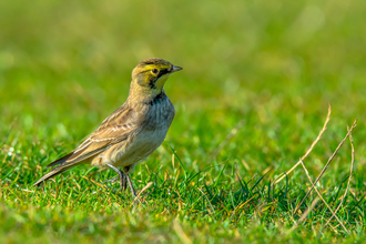 Larks, sparrows, pipits, wagtails and dunnock | Shropshire Wildlife Trust