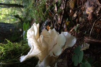 Fungi | Shropshire Wildlife Trust