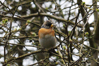 Finches and buntings | Shropshire Wildlife Trust