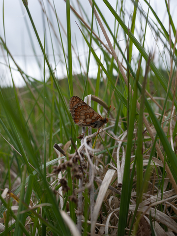 Purple moor-grass and rush pasture | Shropshire Wildlife Trust