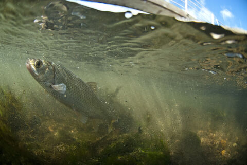 Dace | Shropshire Wildlife Trust
