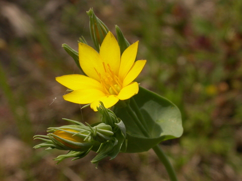 Yellow-wort | Shropshire Wildlife Trust