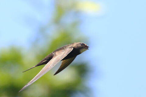 Swift return | Shropshire Wildlife Trust
