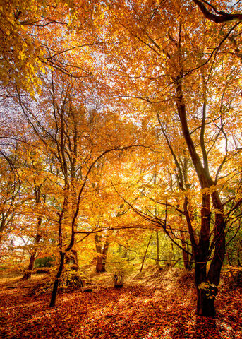 Dr Cath’s Nature Notes – October | Shropshire Wildlife Trust
