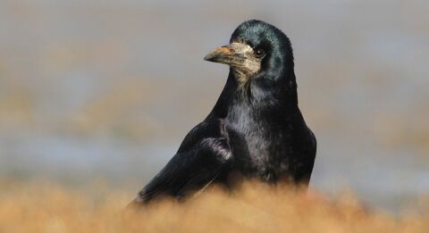 Shropshire Rookery Survey 2025 | Shropshire Wildlife Trust