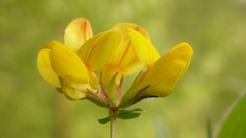 Common bird's-foot-trefoil | Shropshire Wildlife Trust