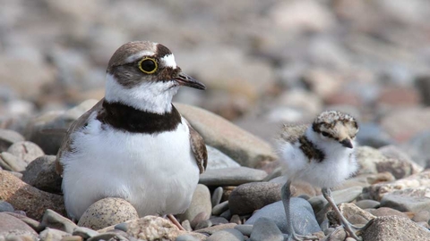 Little ringed plover | Shropshire Wildlife Trust