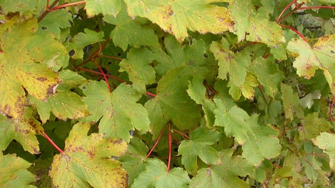 Sycamore | Shropshire Wildlife Trust