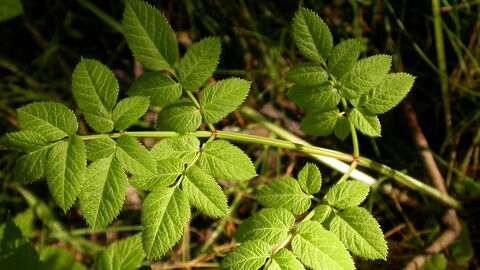 Wild angelica | Shropshire Wildlife Trust