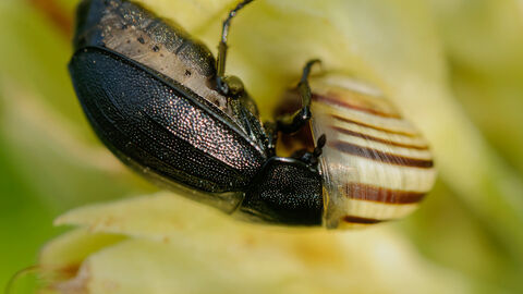 Black snail beetle | Shropshire Wildlife Trust