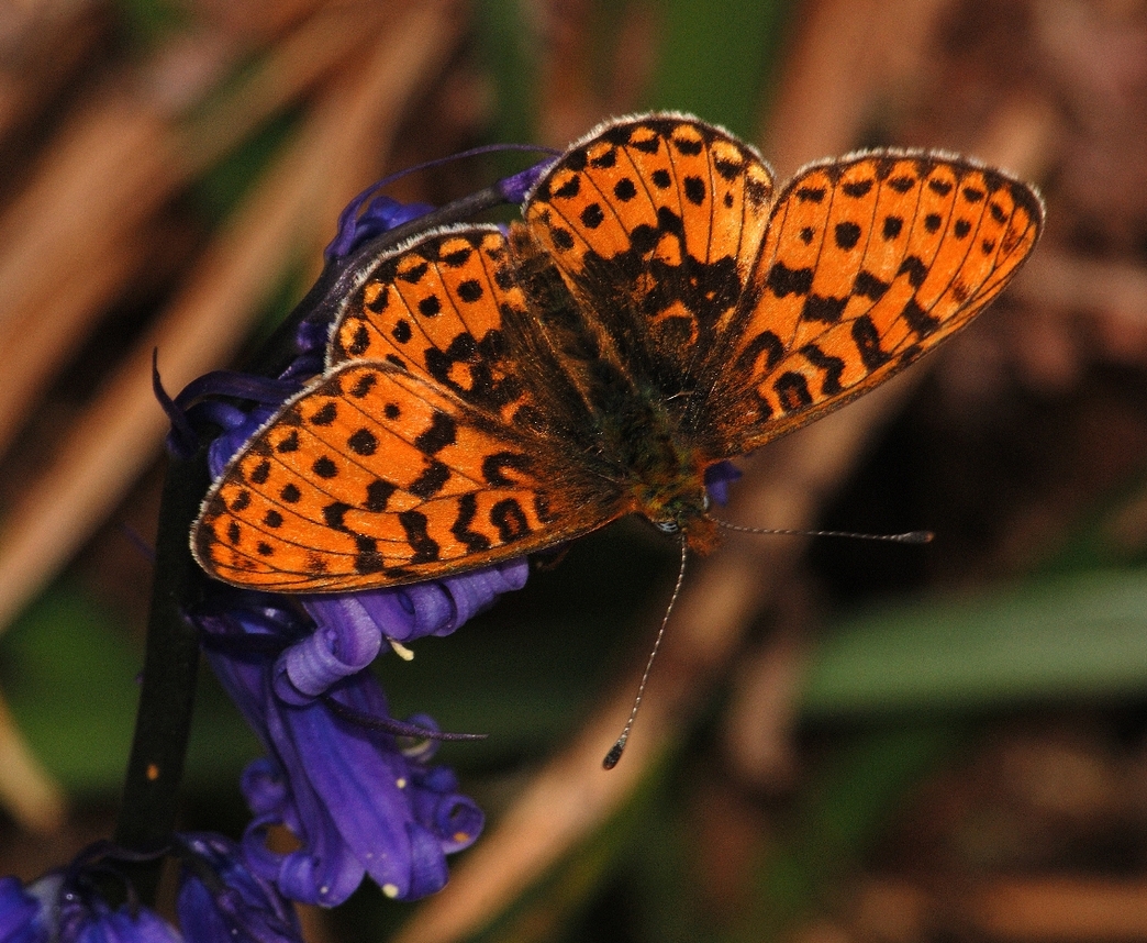 Llanymynech Rocks | Shropshire Wildlife Trust