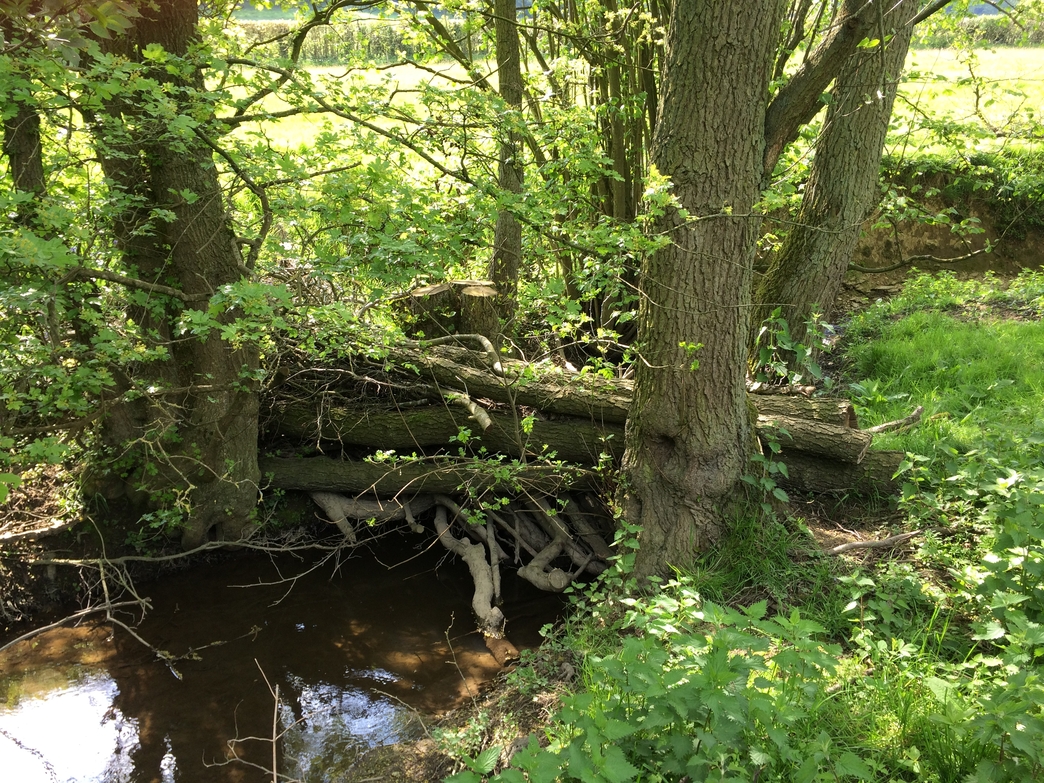 Slow the Flow | Shropshire Wildlife Trust