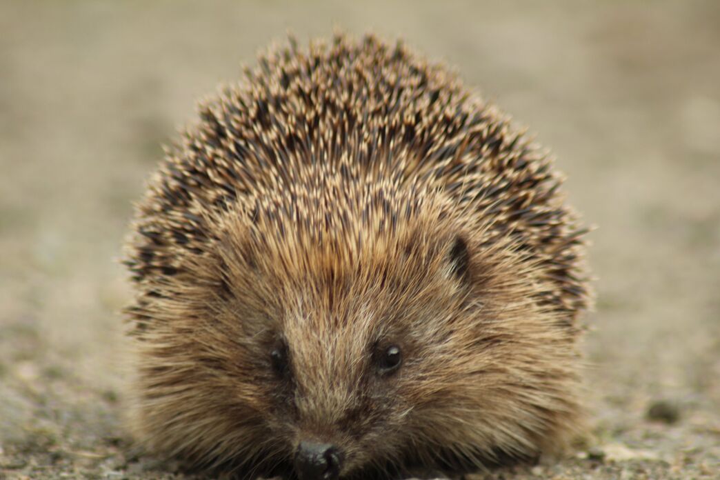 Hedgehog Heroes of Shropshire | Shropshire Wildlife Trust