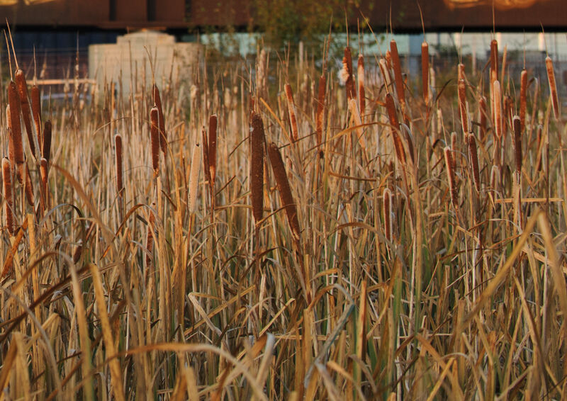 Aquatic plants | Shropshire Wildlife Trust