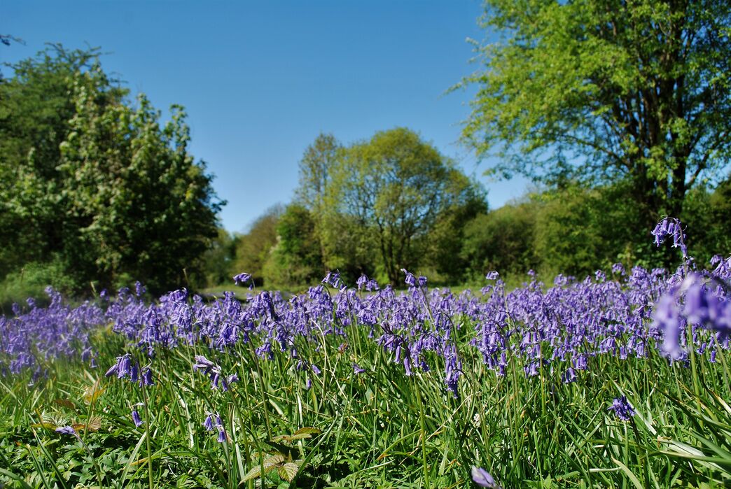 Bluebells in Spring | Shropshire Wildlife Trust