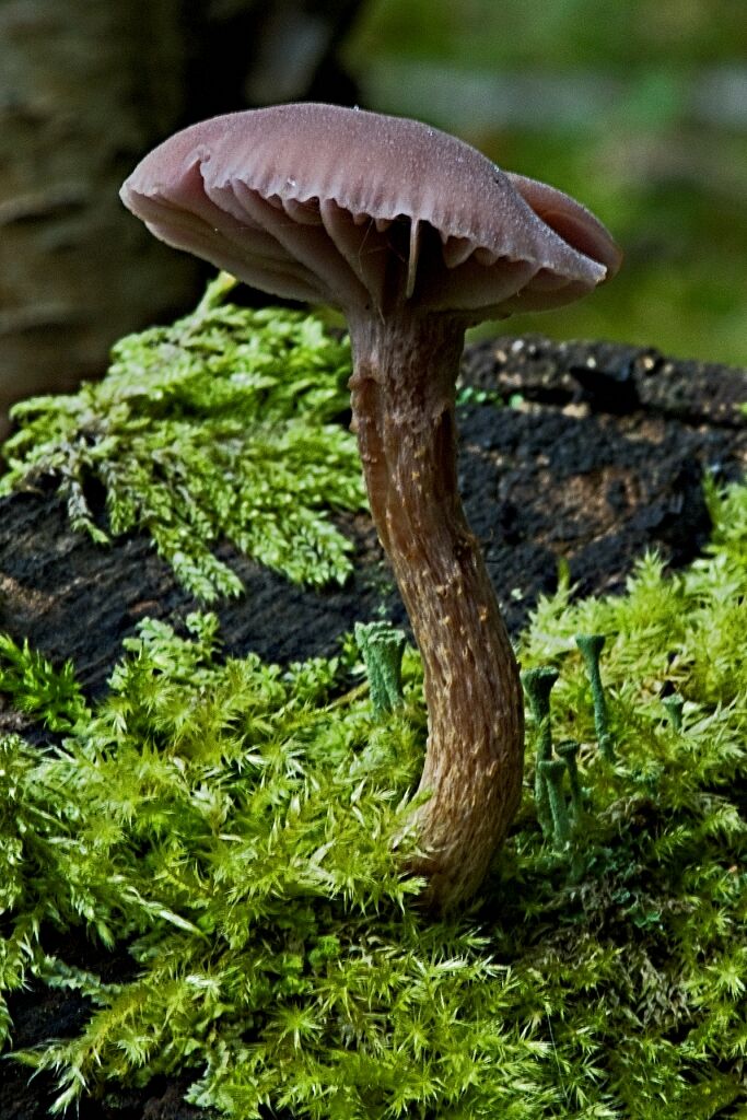 Shropshire in Autumn | Shropshire Wildlife Trust