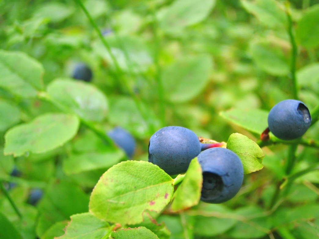Autumn berries of Shropshire | Shropshire Wildlife Trust
