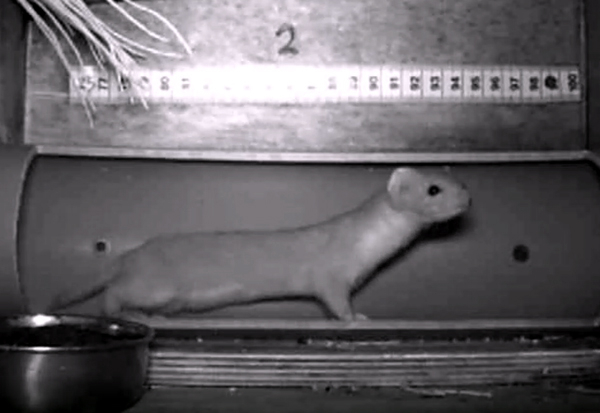 National Mammal Week | Shropshire Wildlife Trust