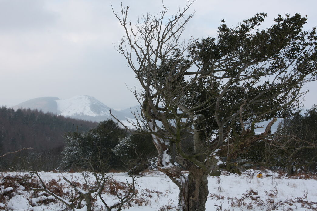 Celebrating our ancient holly grove for National Tree Week | Shropshire ...