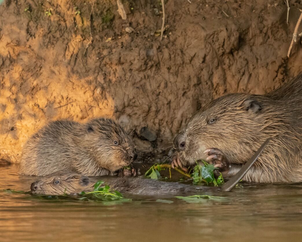 Beavers are coming home! | Shropshire Wildlife Trust