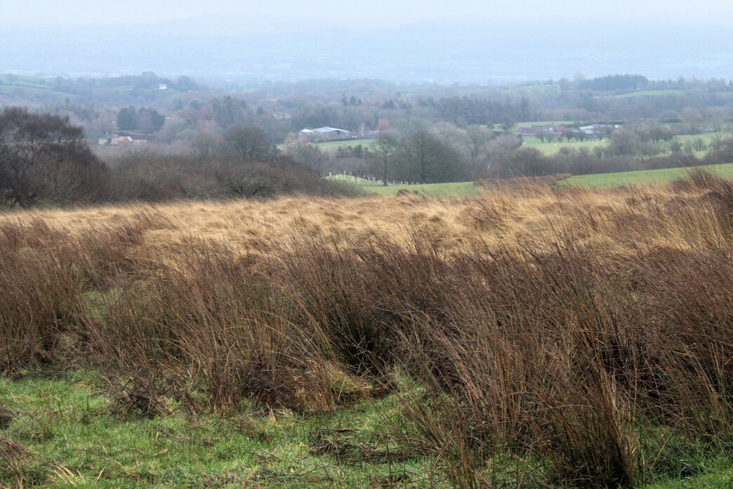 Reflecting on the first year of Betchcott Hill | Shropshire Wildlife Trust