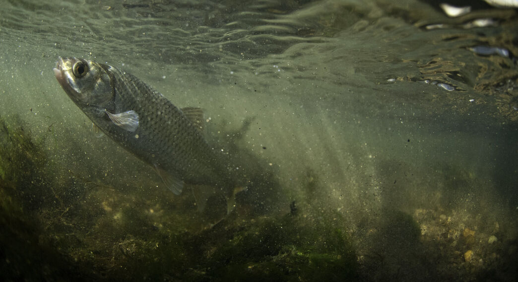 Freshwater fish | Shropshire Wildlife Trust