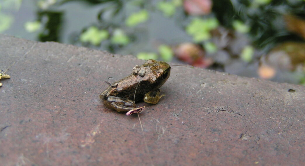 High summer in the wildlife garden | Shropshire Wildlife Trust