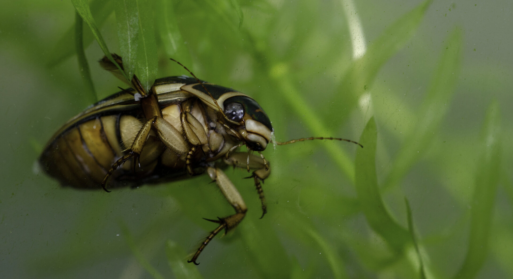 Garden ponds for insects | Shropshire Wildlife Trust