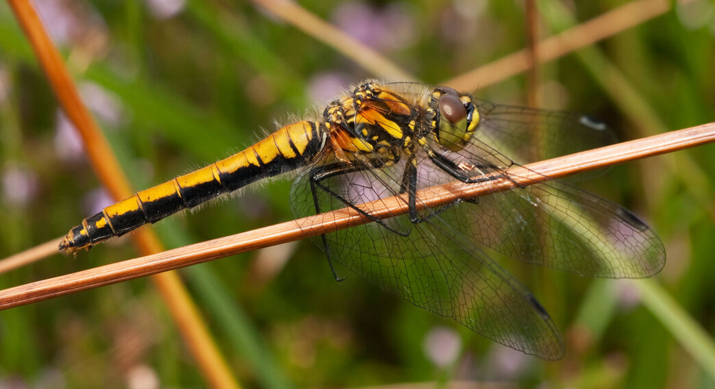 Shropshire in Summer | Shropshire Wildlife Trust