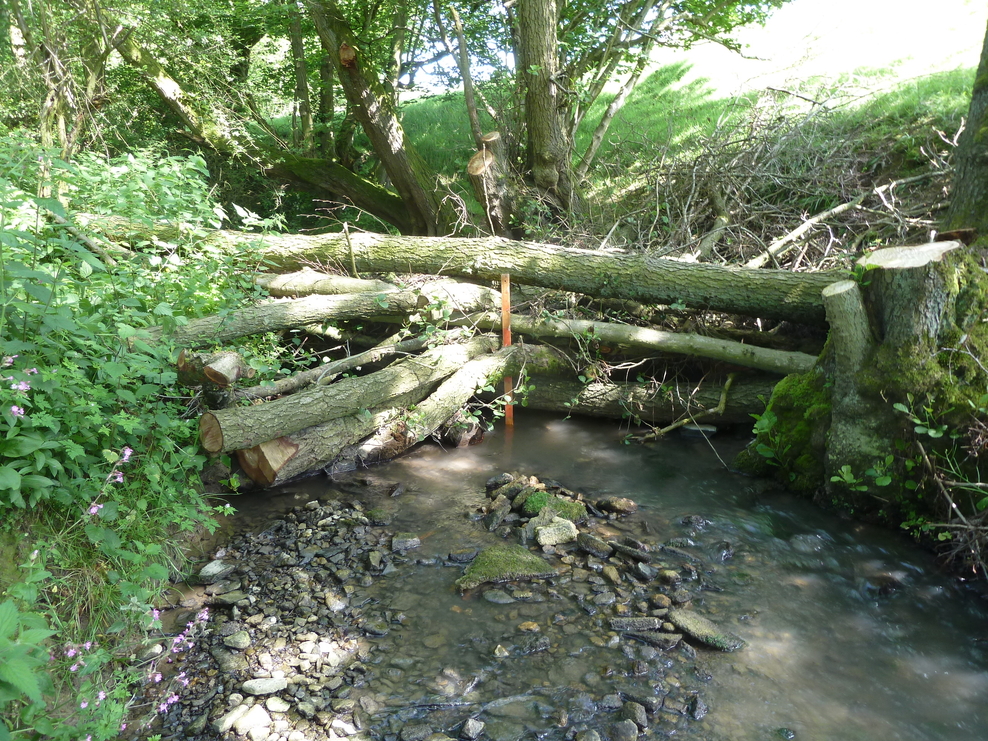 Slow the Flow | Shropshire Wildlife Trust