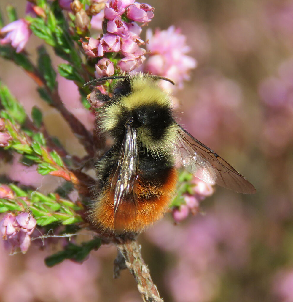 The Bilberry Bumblebee Blog | Shropshire Wildlife Trust