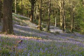 Dr Cath's Nature Notes - May 2023 | Shropshire Wildlife Trust