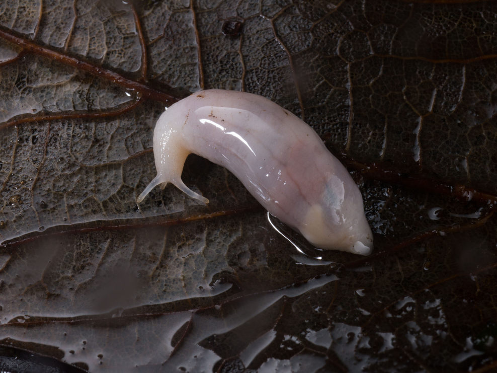 Ghosts, goblins and witches | Shropshire Wildlife Trust