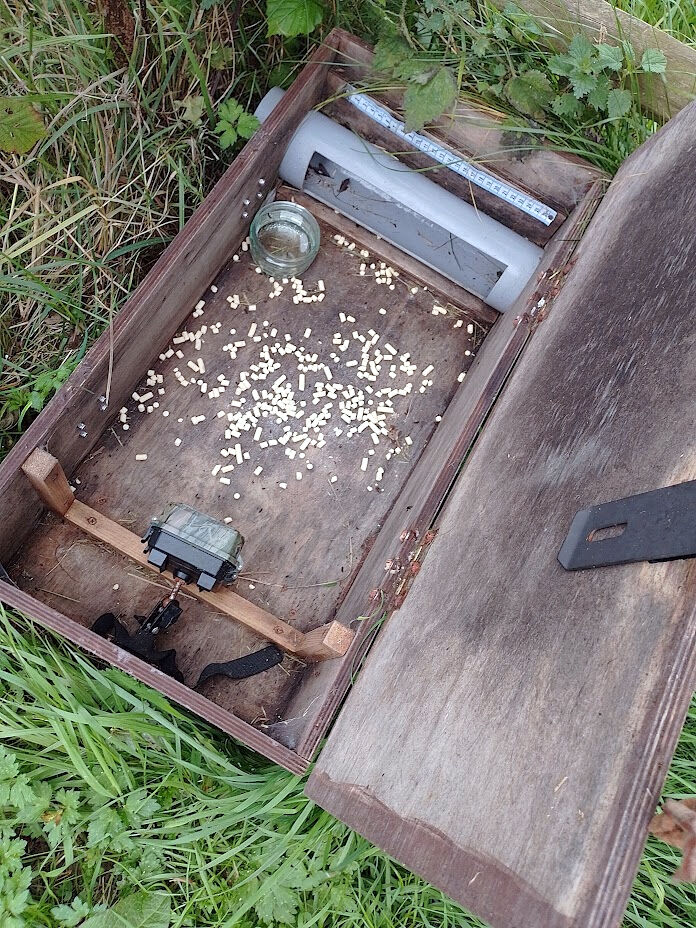 National Mammal Week | Shropshire Wildlife Trust