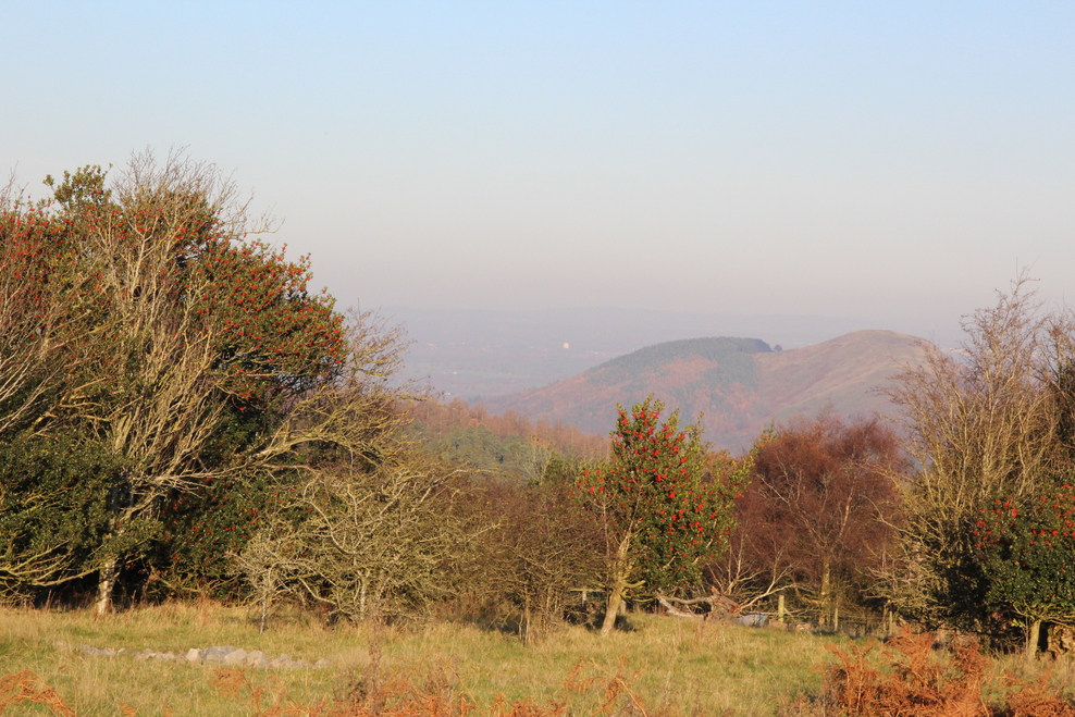 Celebrating our ancient holly grove for National Tree Week | Shropshire ...