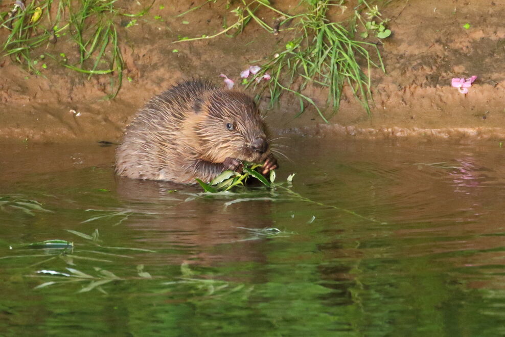 Beavers are coming home! | Shropshire Wildlife Trust
