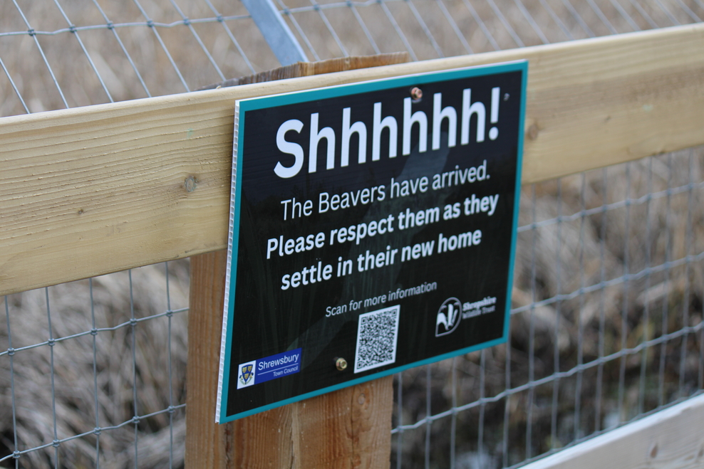 Beavers return to Shrewsbury for first time in over 400 years ...