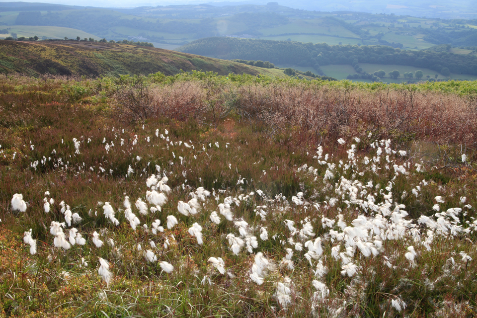Ancient Stiperstones landscape welcomes rare wildlife as conservation ...