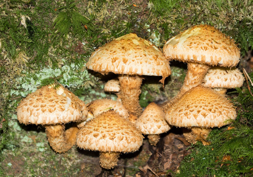 Hidden kingdom: a beginner’s guide to fungi | Shropshire Wildlife Trust