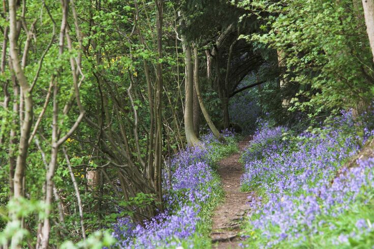 Bluebells in Spring | Shropshire Wildlife Trust