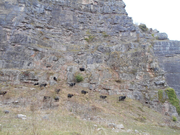 Llanymynech Rocks | Shropshire Wildlife Trust