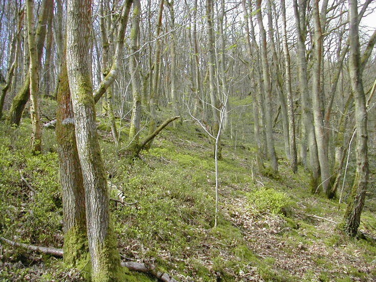 Dr Cath's Nature Notes - May 2023 | Shropshire Wildlife Trust