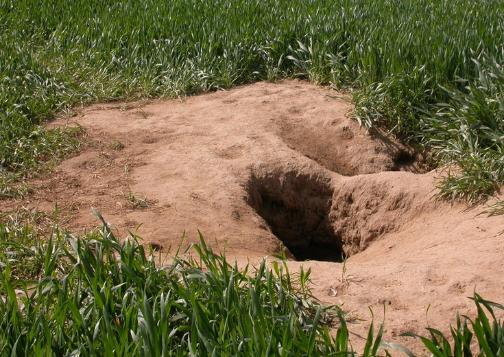 What do badgers do in the winter? | Shropshire Wildlife Trust