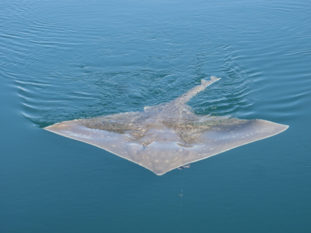 Tales of whales and Wally, orca and oyster, and world’s largest flapper ...