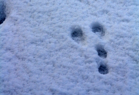 Mammal mysteries | Shropshire Wildlife Trust