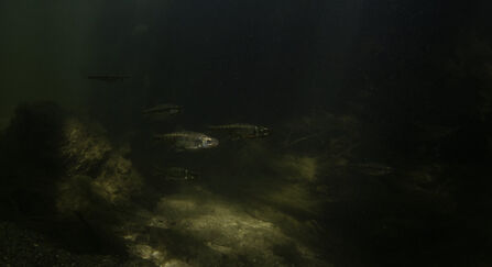 Freshwater fish | Shropshire Wildlife Trust