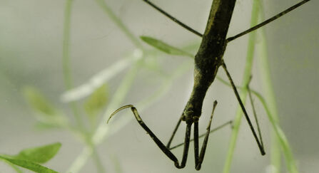 Garden ponds for insects | Shropshire Wildlife Trust